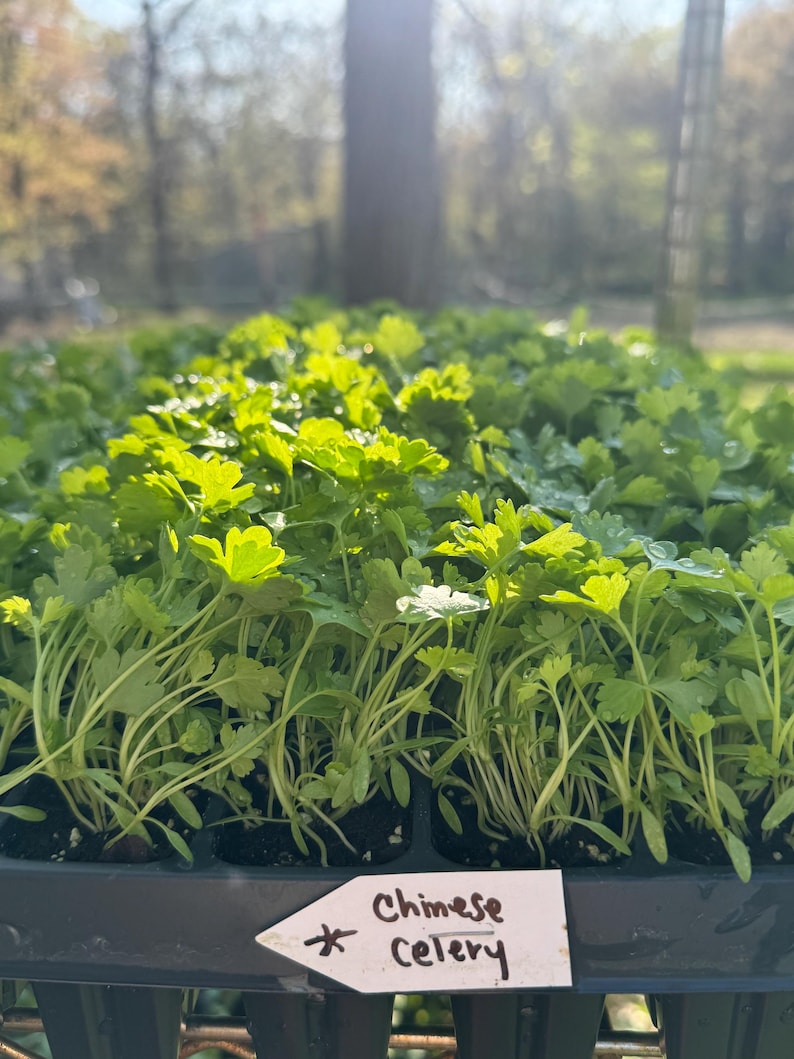 Chinese Celery Starter Live Plants (4 Plugs) - Etsy