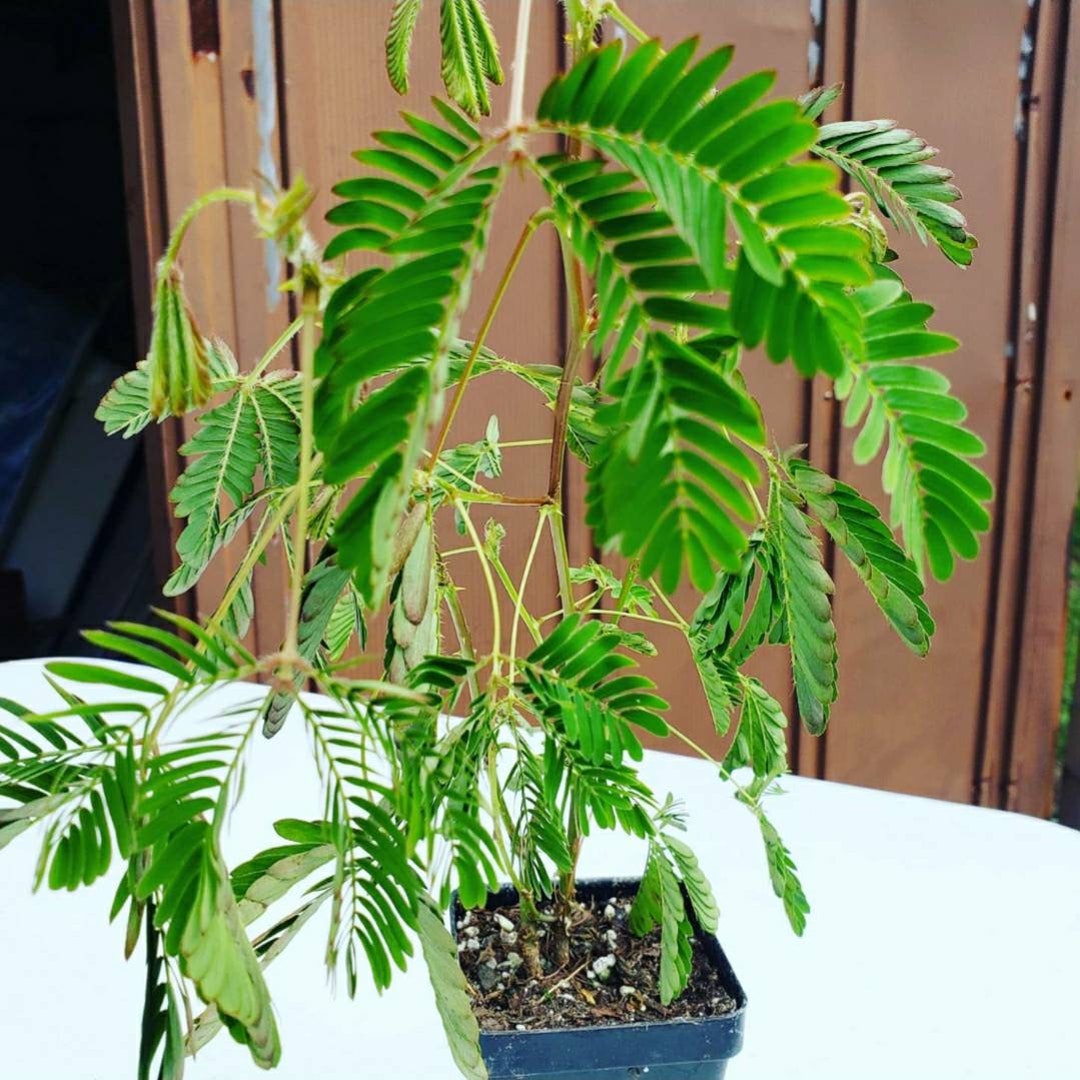 Mimosa Live Tree 2.5 Pot - Etsy