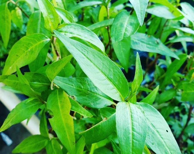 Vietnamese Coriander Rau Ramstarter Live Plant 1-2.5 Pot - Etsy