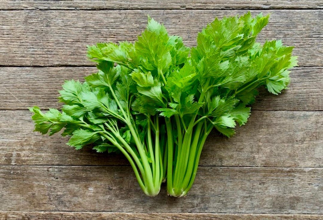 Chinese Celery Starter Live Plants (4 Plugs) - Etsy