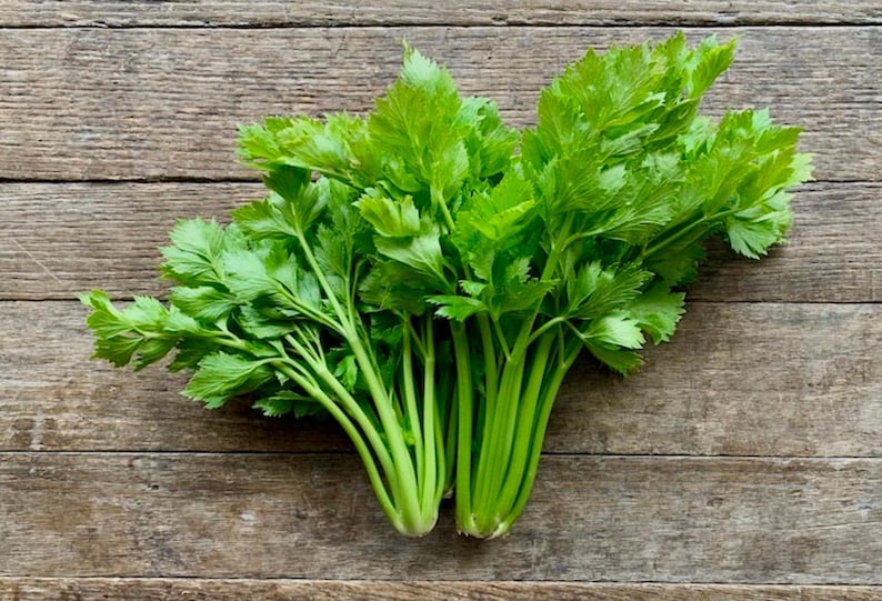 Chinese Celery Starter Live Plants (4 Plugs) - Etsy