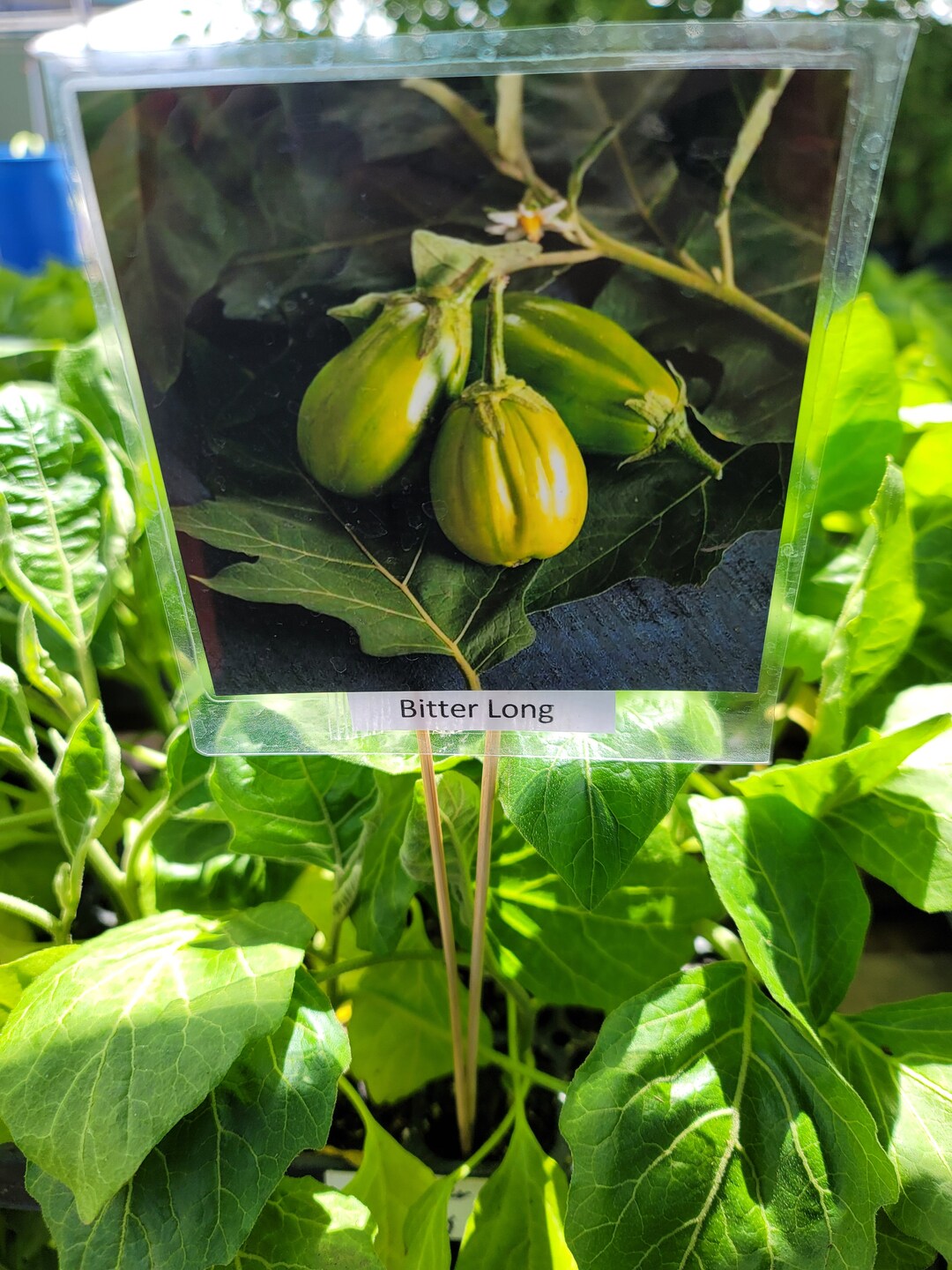 Likok Bitter Brinjal Bitterball Oblong Eggplant Starter Live - Etsy