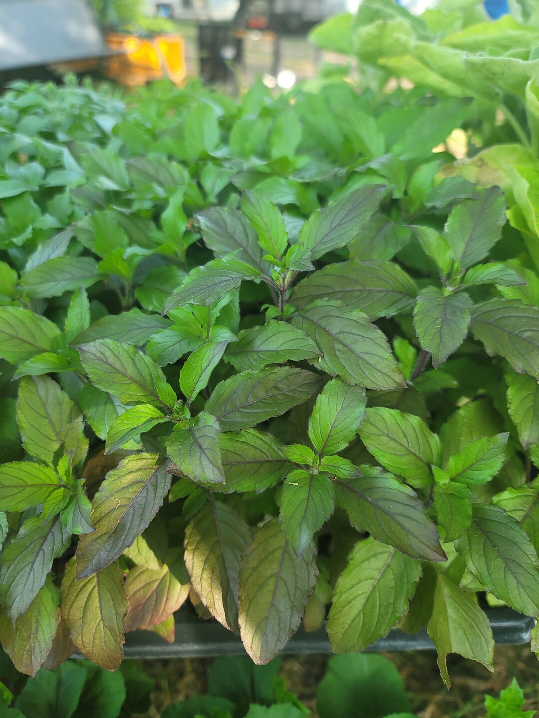 Red Thai Holy Basil Kras Pao Pakapao Herb Live Plants (4 Seedlings) #28 ...