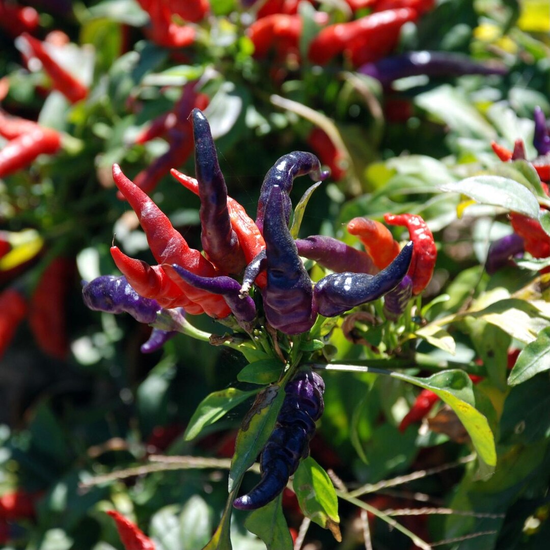 Purple Hot Thai Chili Peppers Starter Live Plants (4 Seedlings) #26 - Etsy