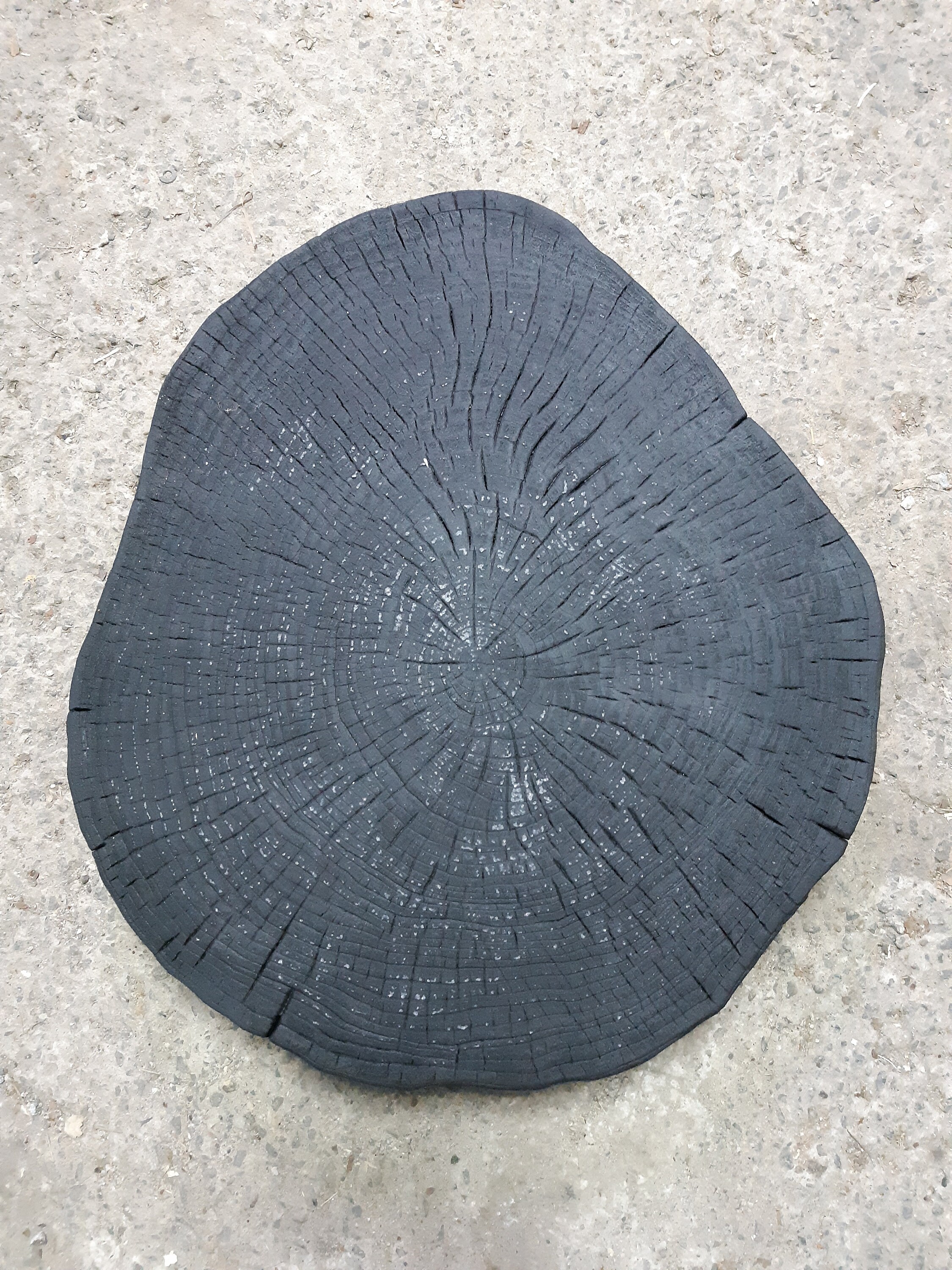 Handmade Oak Tree Ring Art, 36X24 Inch Large Tree Stump Prints ...