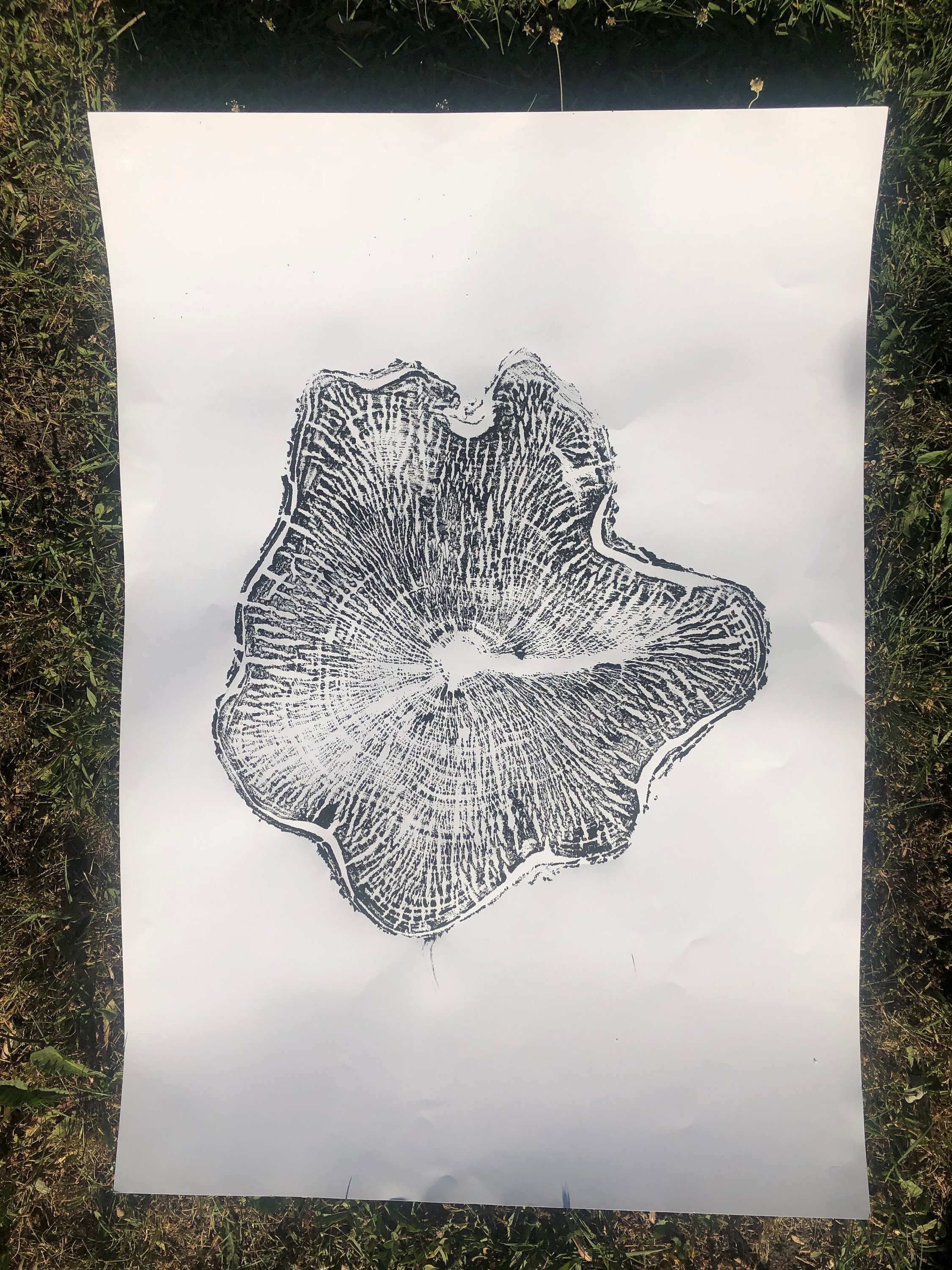 Handmade Ash Tree Ring Print, 36X24 Inch Large Tree Trunk Art, Black ...