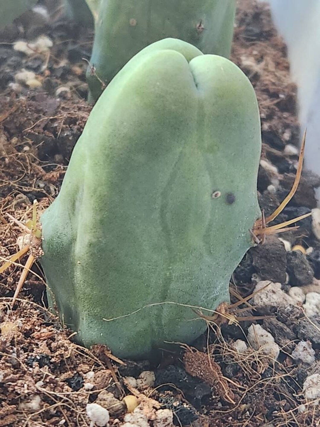 Trichocereus Bridgesii Forma Monstrose Inermis - Etsy