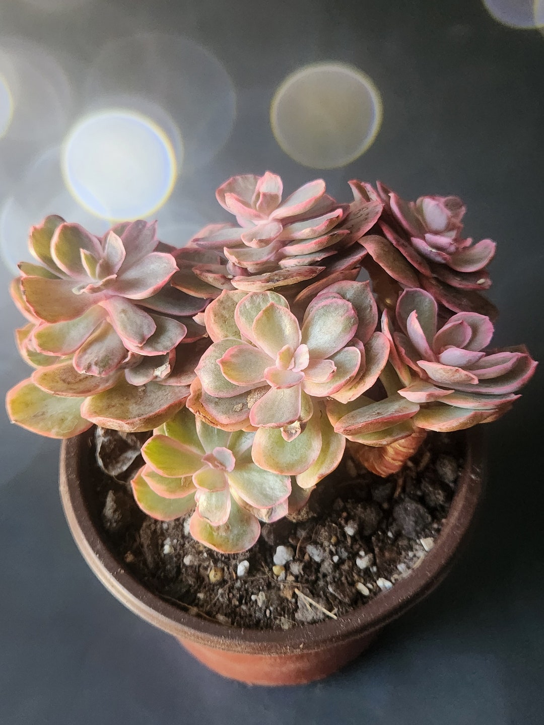 Echeveria Rose Rock Variegated - Etsy