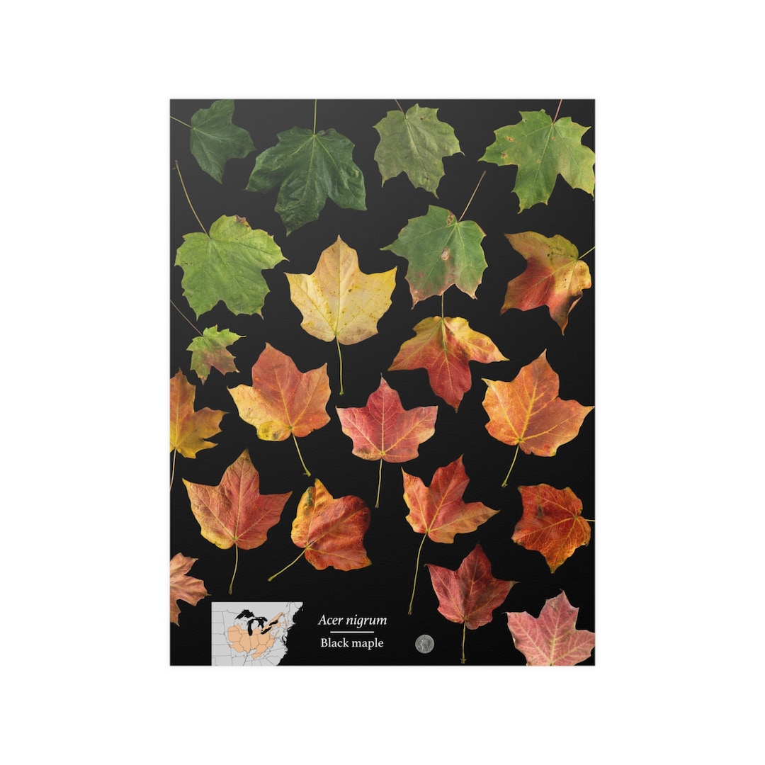 Black Maple Fall Colors: Scientific Poster - Etsy