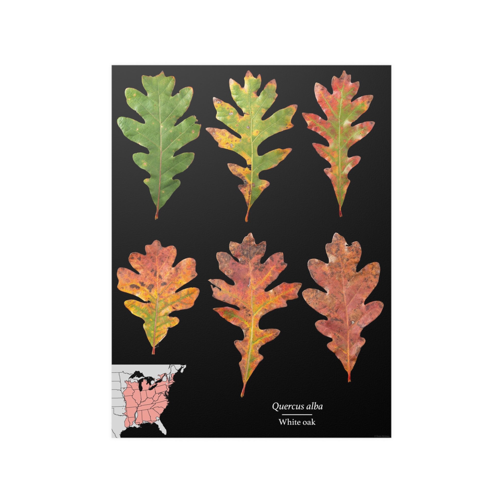 White Oak Fall Colors: Scientific Poster - Etsy