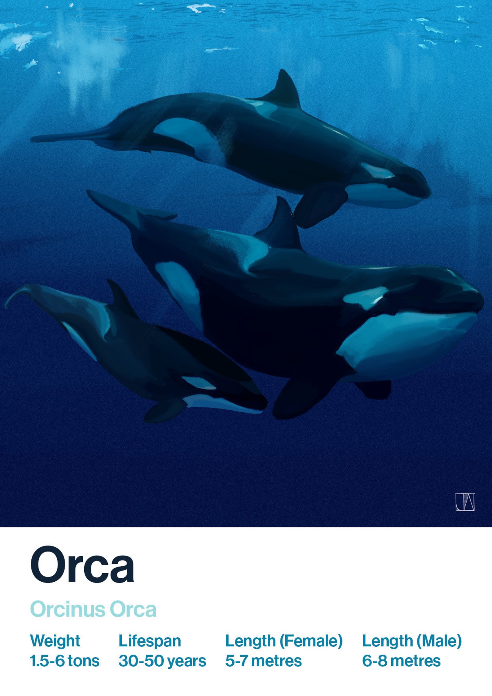 Killer Whale Orca Poster Print Ocean Wildlife | Etsy