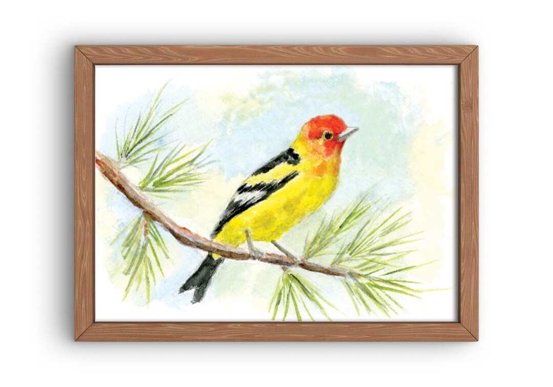 Western Tanager Bird Watercolor Giclée Art Print: Colorado Mountain ...