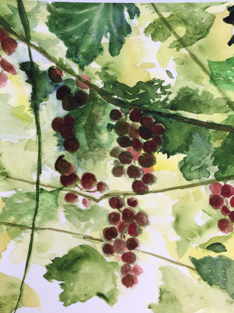 Grapevine Fine Art Print, Red Grapes Watercolor Painting Vineyard and ...