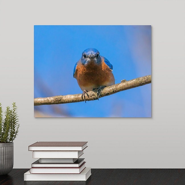 Angry Blue Bird Original Bird Photograph Photo Arkansas 11x14 Gloss ...