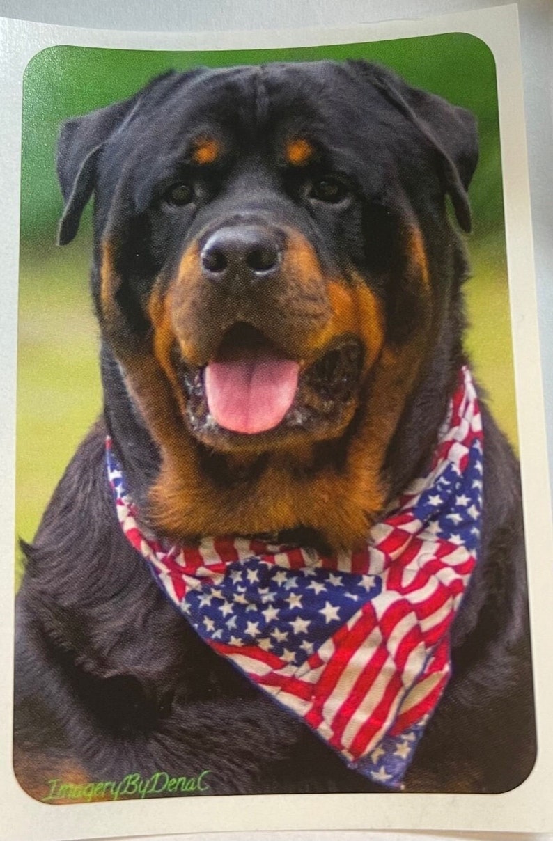 Rottweiler Sticker Decal USA Flag Dena Creamer Original Photo Imagery ...