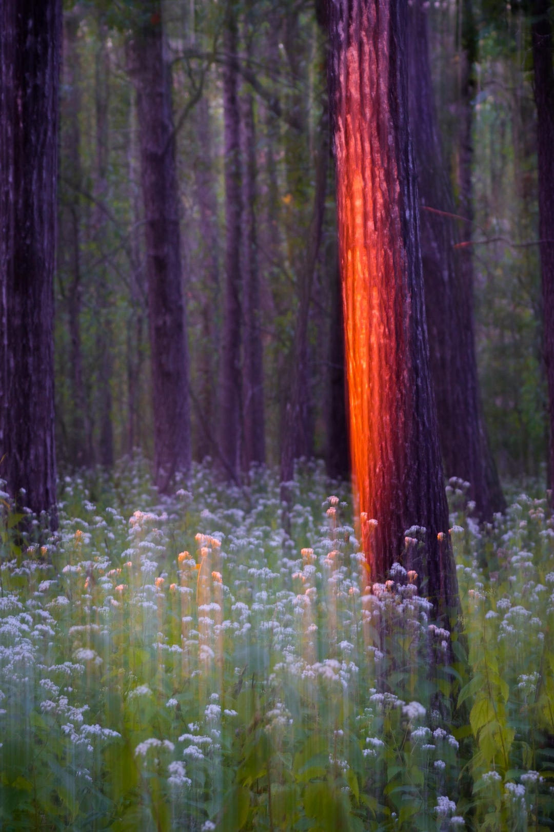 Last Rays Impressionistic ICM Original Tree Mount Magazine Sunset ...