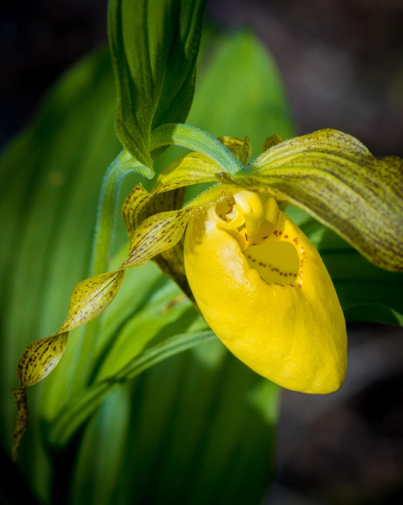 Lady Slipper Flower Yellow Wildflower Photograph Photo Ozark Arkansas ...