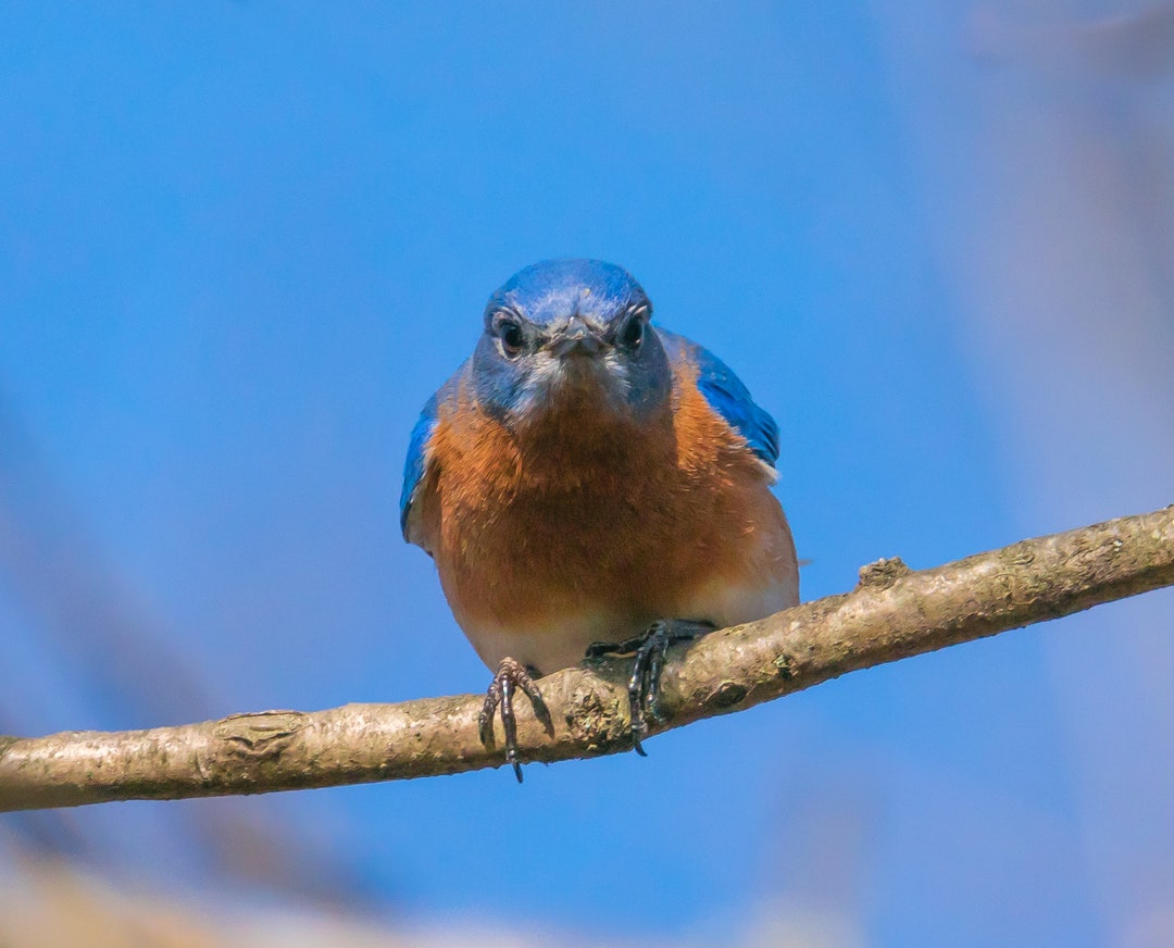 Angry Blue Bird Original Bird Photograph Photo Arkansas 11x14 Gloss ...