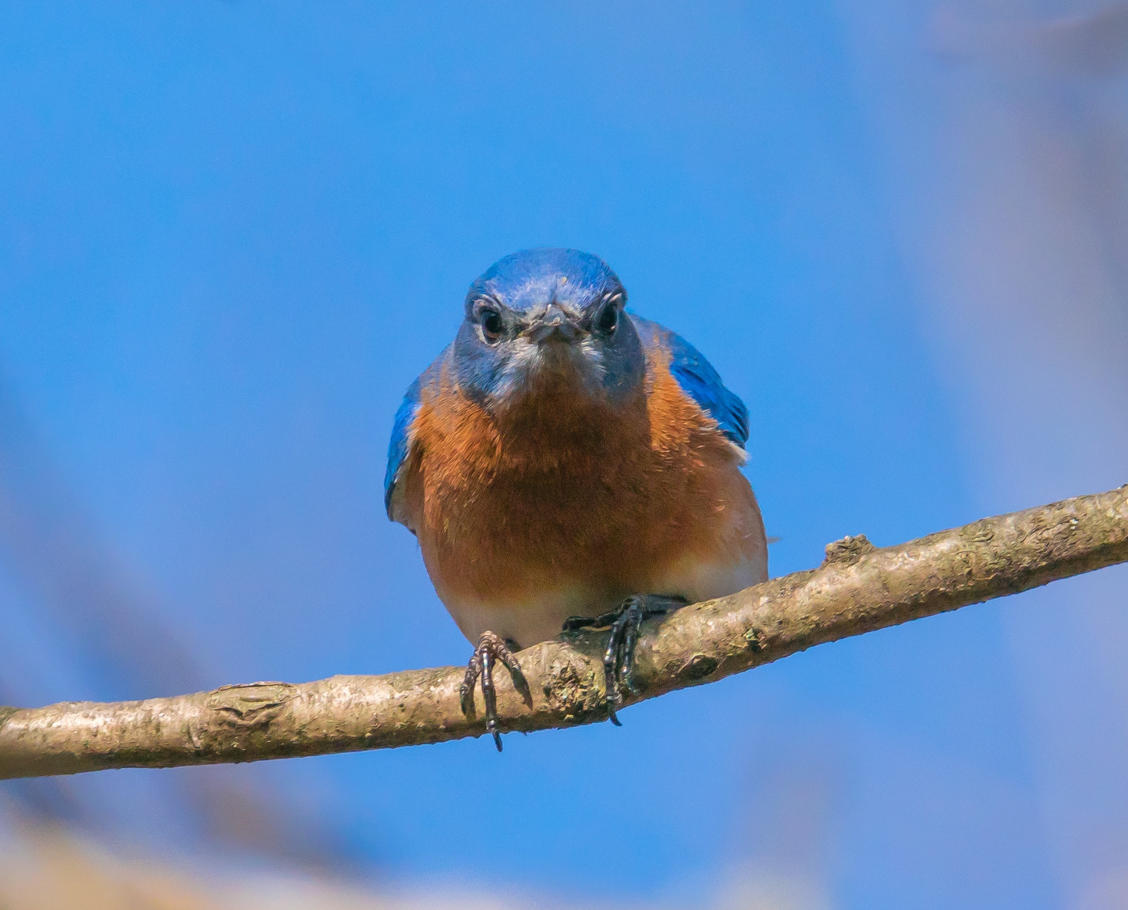 Angry Blue Bird Original Bird Photograph Photo Arkansas 11x14 Gloss ...