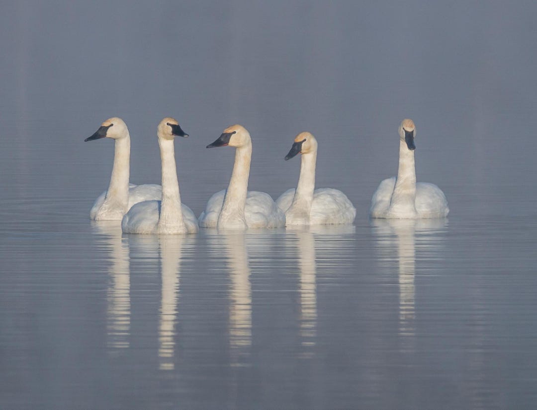 Trumpeter Swan Bird Photograph Photo Arkansas 8x10 Photo Paper Print - Etsy