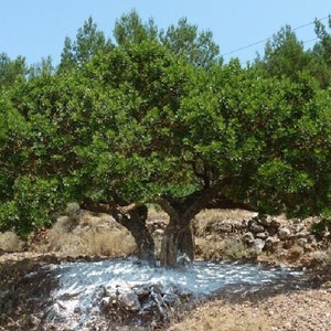 Mastic Paste ,mastic Jam, Mastic Sweets,mastiha Sweet,masticha ,gum ...