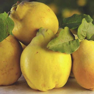 Organic Natural Quince ,fresh Quince Fruit ,seasonal Taste 2 Lb FREE ...
