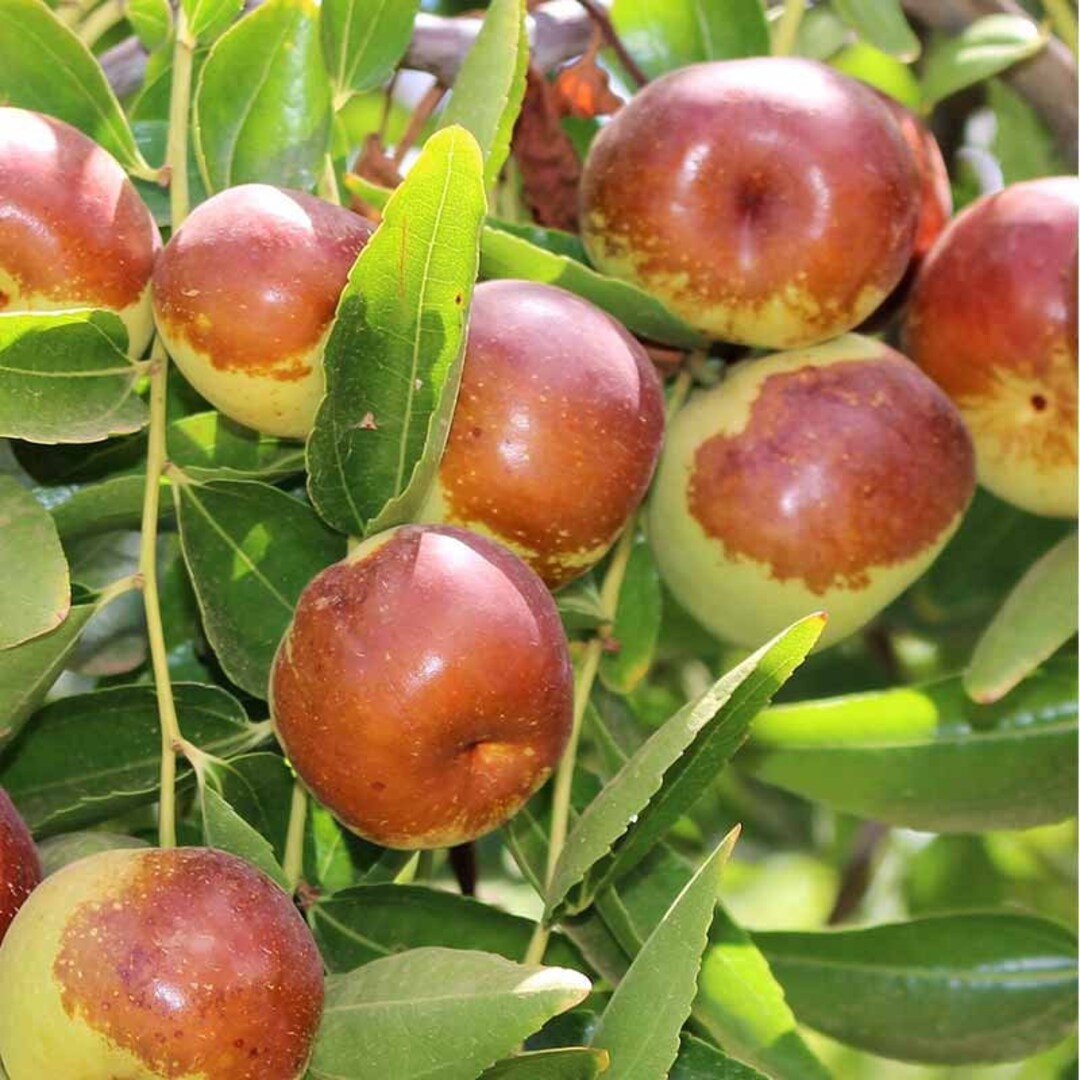 Jujube biologique frais, fruit de jujube naturel, datte chinoise, 400 ...