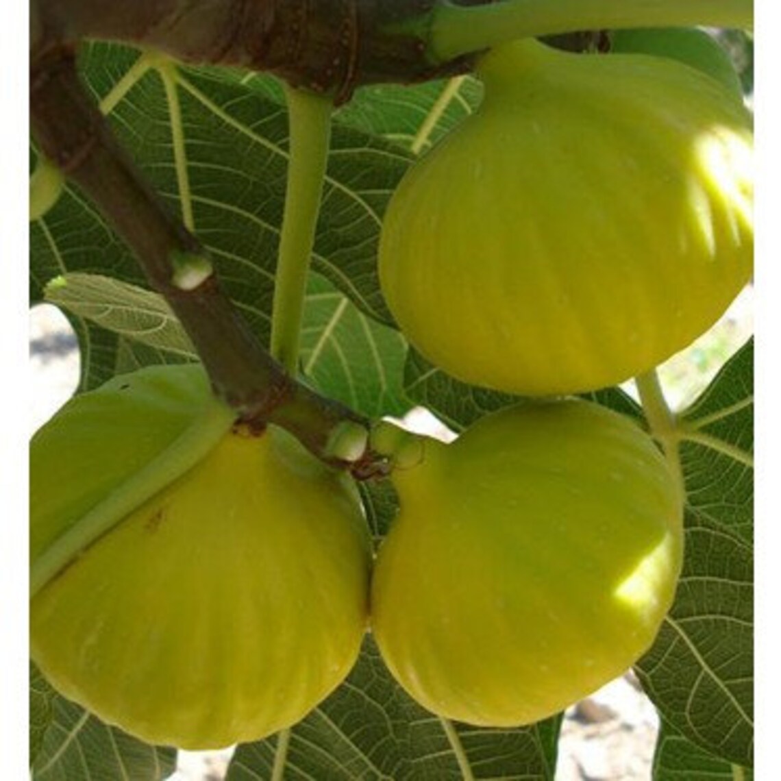 Organic Sun Dried Fig Natural Dry Fig Premium Quality - Etsy