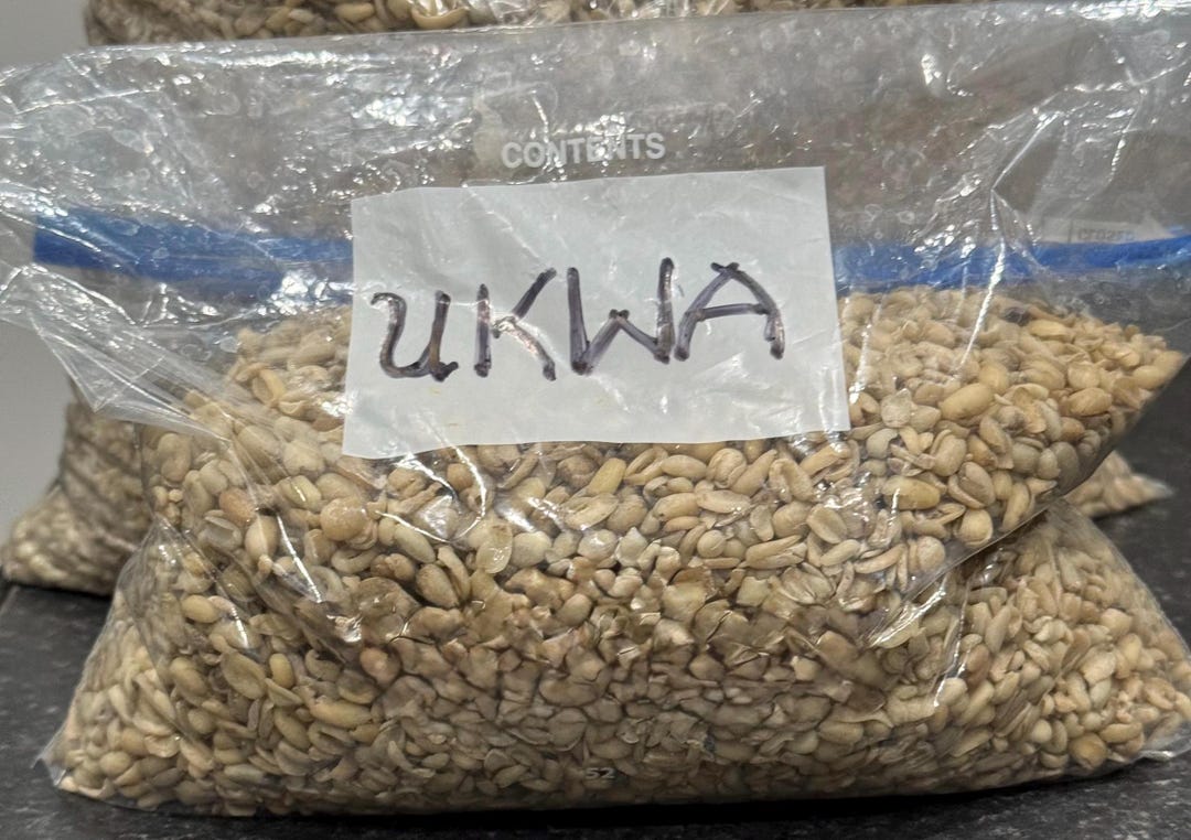 Sun-dried African Ukwa (breadfruit) ----300g - Etsy