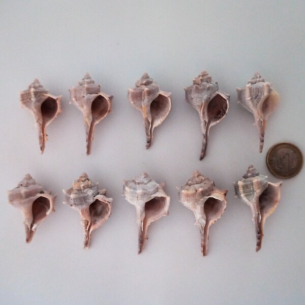 Tiny Bulk Shells - Etsy