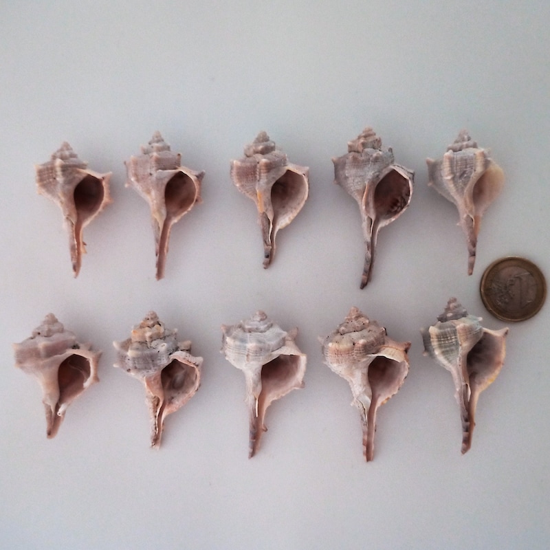 Tiny Seashells - Etsy