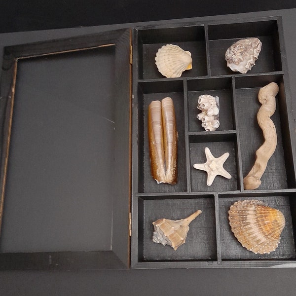 Seashell Shadow Box - Etsy
