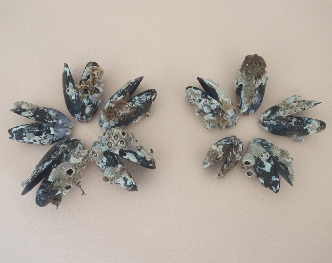 Seashells Barnacle Clusters, Mussel Shell, Algae, Barnacle Seashells ...