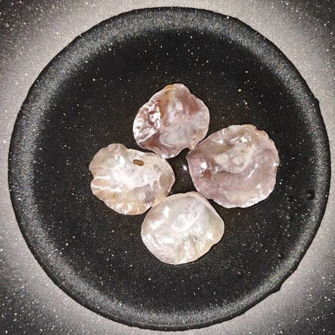 Anomia Ephippium Sea Shells, Mother of Pearl Sea Shells, Natural Shell ...