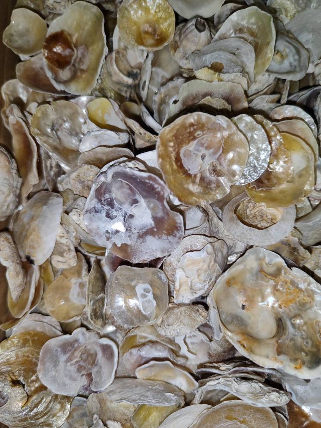 Anomia Ephippium Sea Shells, Mother of Pearl Sea Shells, Natural Shell ...