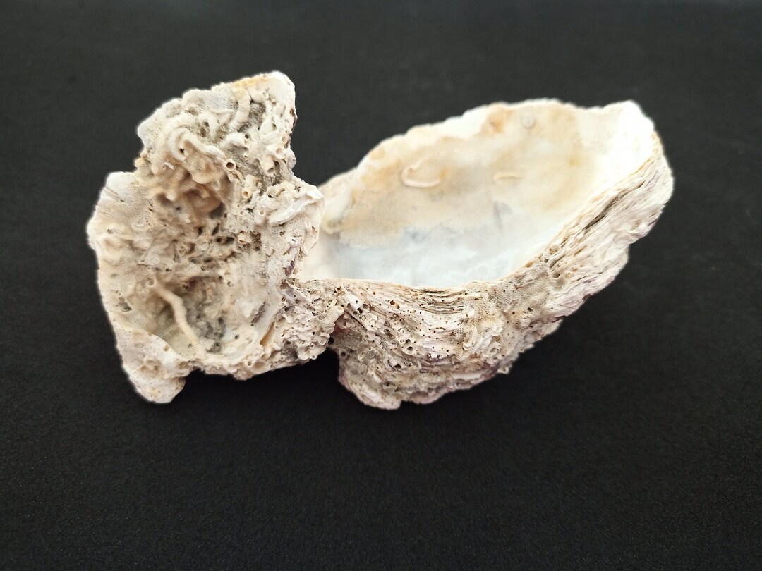 Oyster Sea Shells, Bivalve Genuine Sea Shell, Natural Shell, Shell for ...