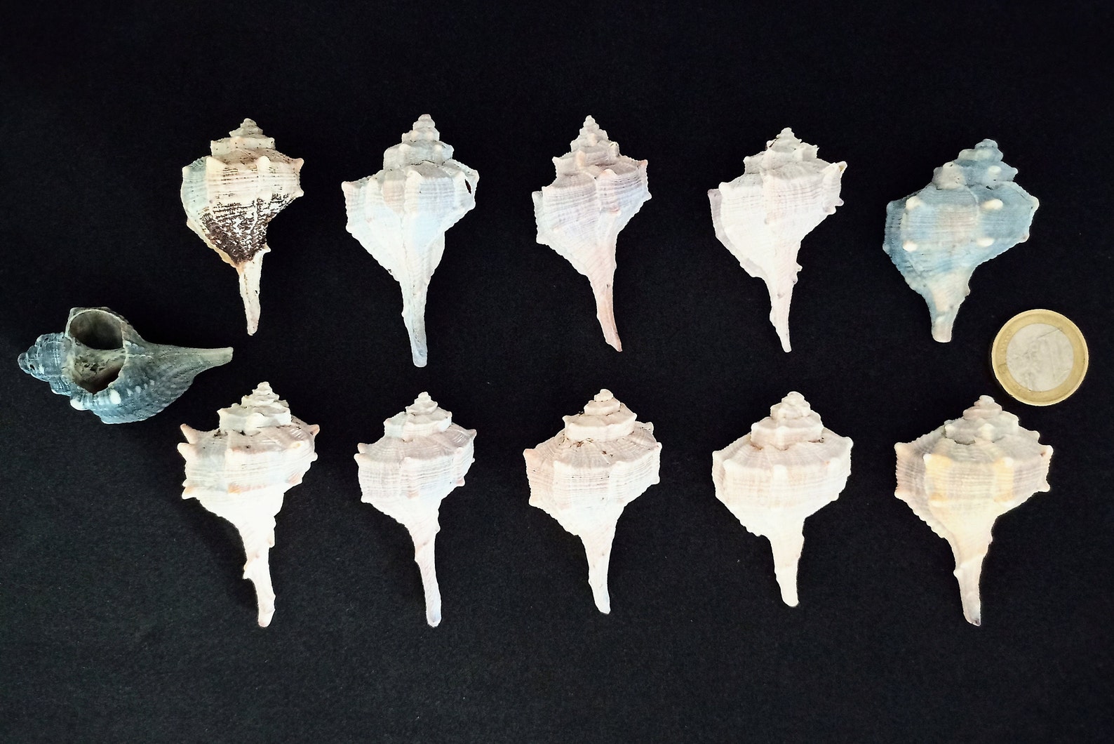 Tiny Conch, Murex Shells, Seashell Supply, Bulk Genuine Sea Shells ...
