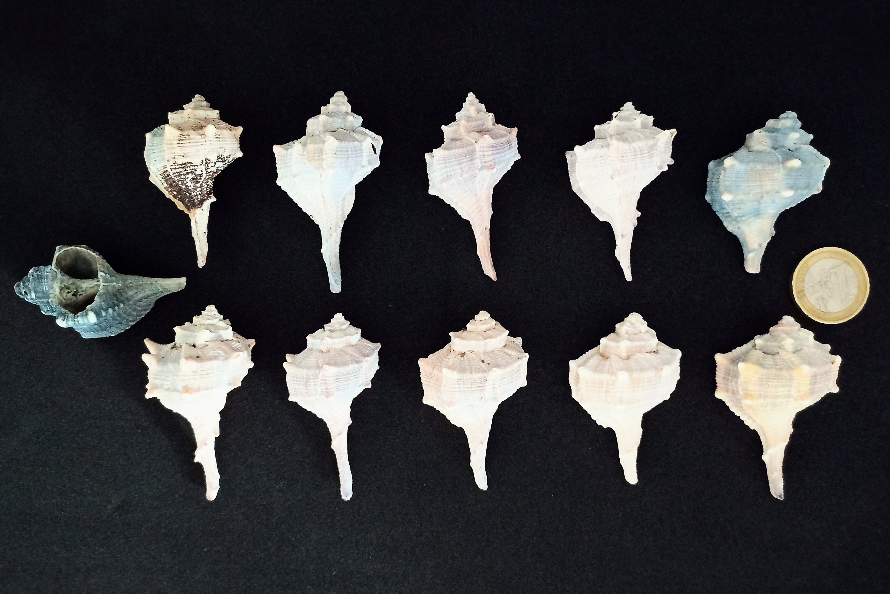 Tiny Conch, Murex Shells, Seashell Supply, Bulk Genuine Sea Shells ...