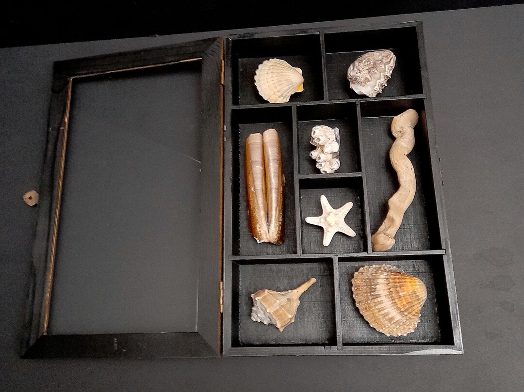 Wooden Seashell Shadow Box, Coastal Decor, Anniversary, Sea Life ...