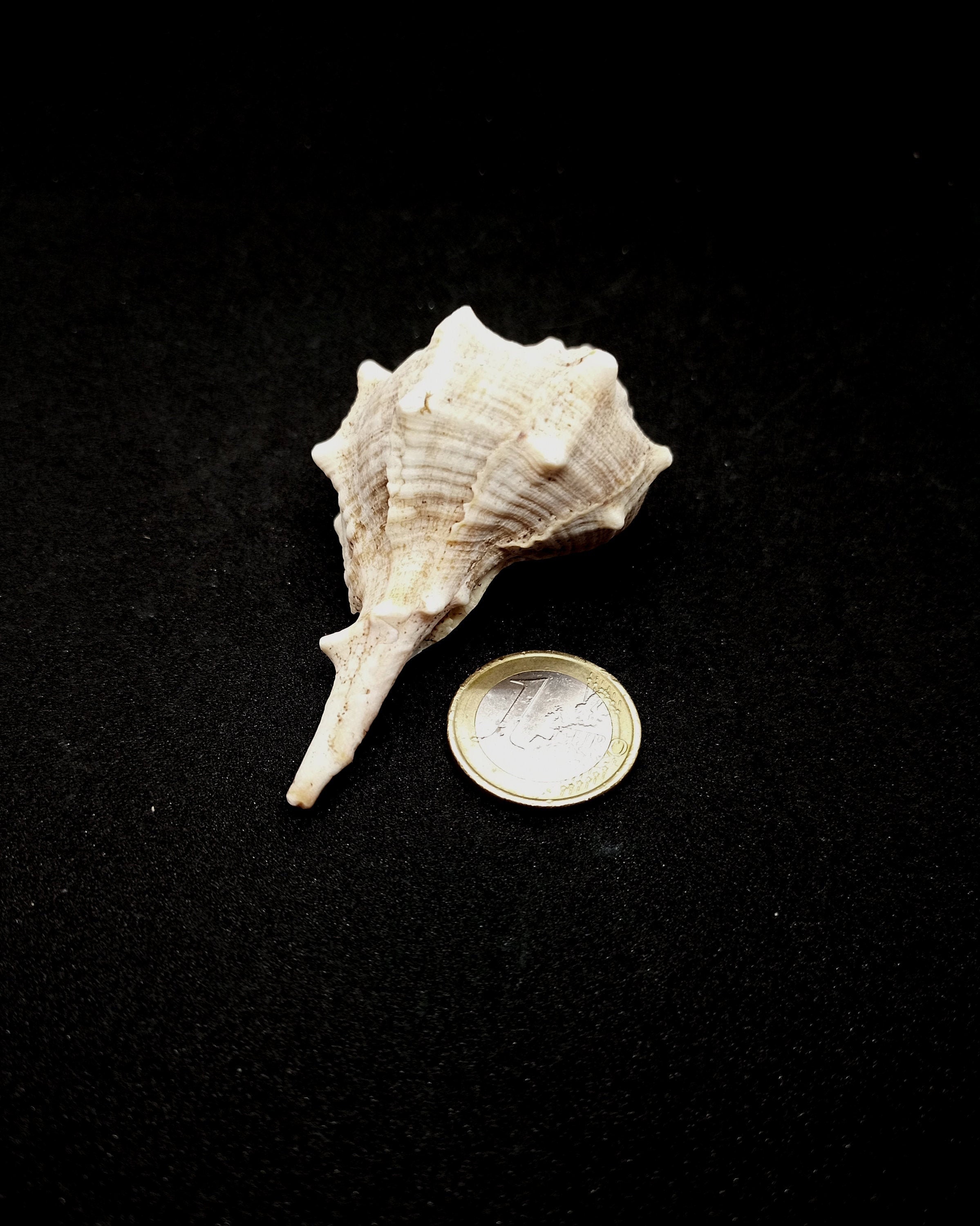 Murex Shells, Seashell Supply, Snail, Conch, Genuine Sea Shells, Whelk ...