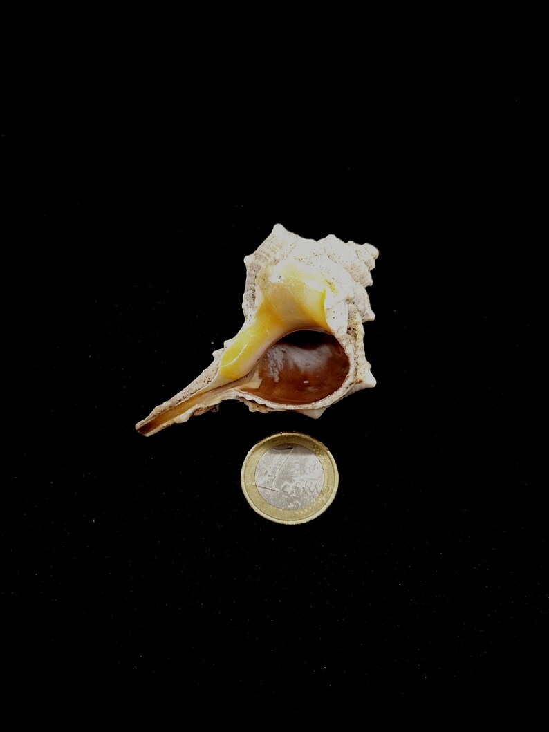 Murex Shells, Seashell Supply, Snail, Conch, Genuine Sea Shells, Whelk ...