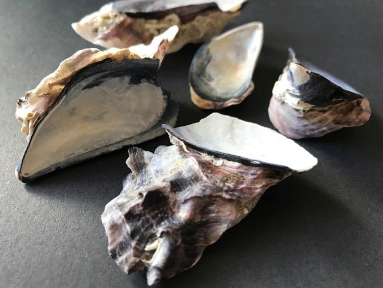 Oyster Mussel Shells, Barnacle Marine Art, Natural Barnacle Seashells ...