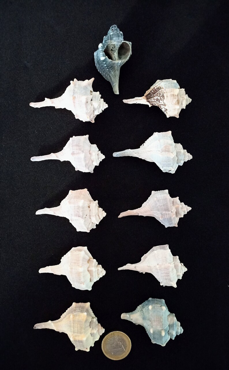 Tiny Conch, Murex Shells, Seashell Supply, Bulk Genuine Sea Shells ...