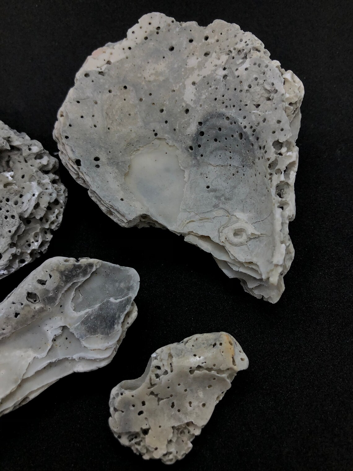 Oyster Sea Shells Fossilized Shells Fossil Shells Bivalve - Etsy