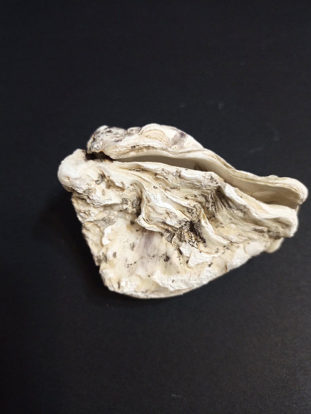 Oyster Sea Shells Bivalve Genuine Sea Shell Natural Shell - Etsy