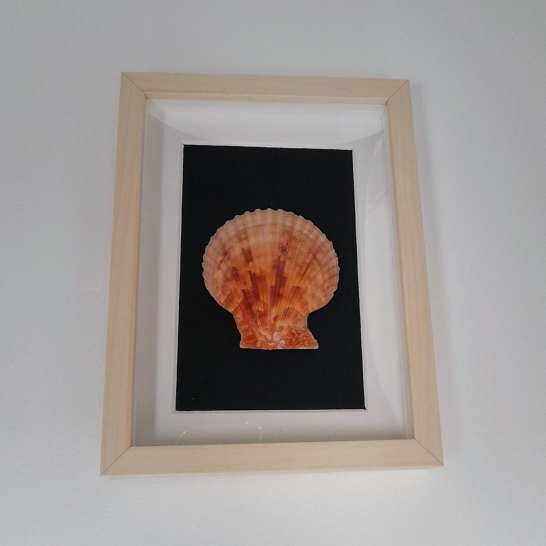 Scallop Seashell Shadow Box, Coastal Decor, Sea Life, Seaside Shadow ...