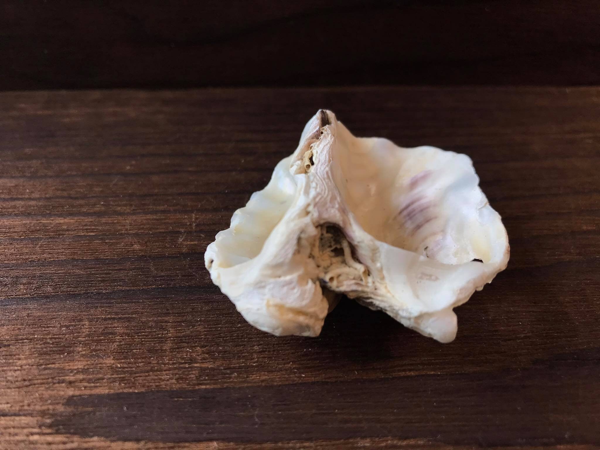 Oyster Sea Shells Bivalve Genuine Sea Shell Natural Shell - Etsy