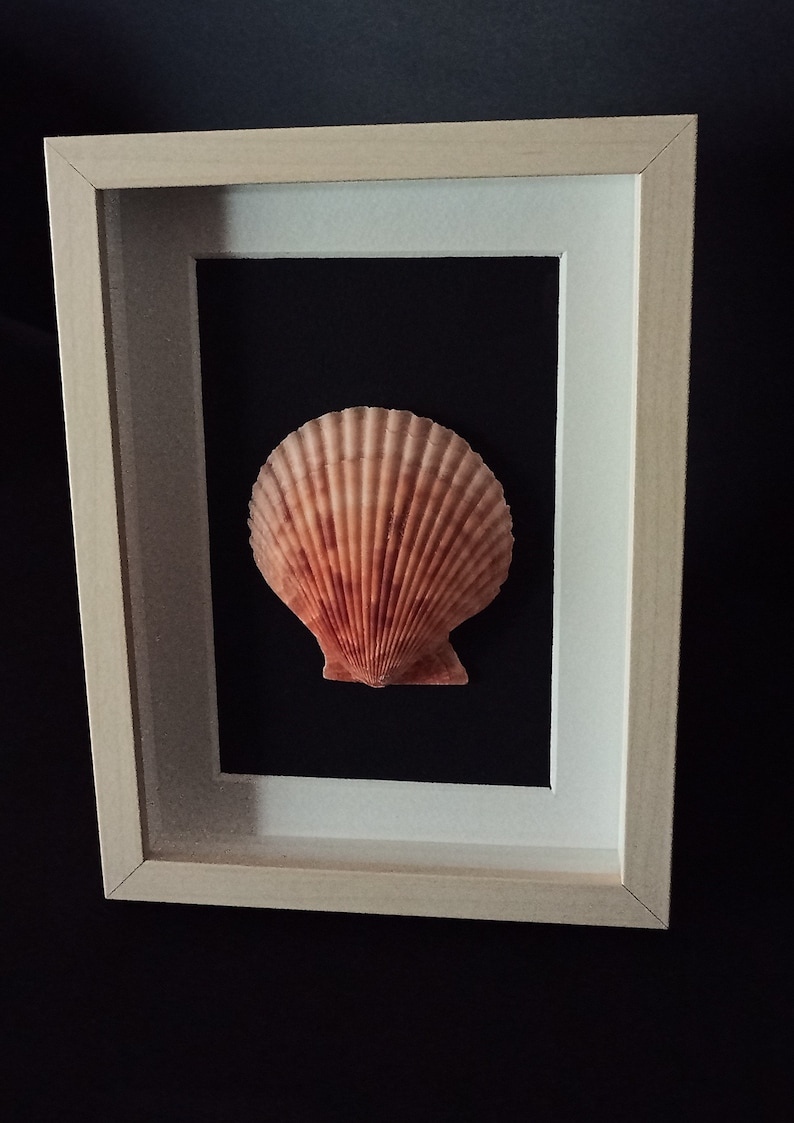 Scallop Seashell Shadow Box, Coastal Decor, Sea Life, Seaside Shadow ...