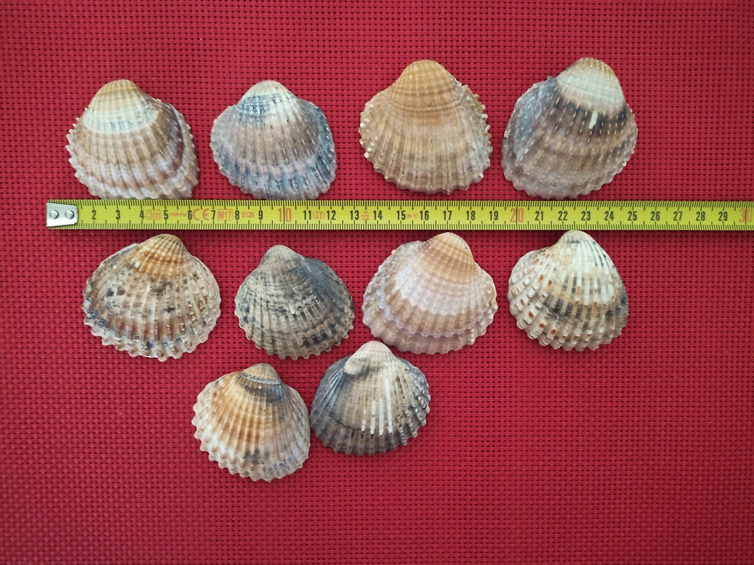 Cockle Sea Shells, Bulk Bivalvia Sea Shells, Natural Shell, Craft ...