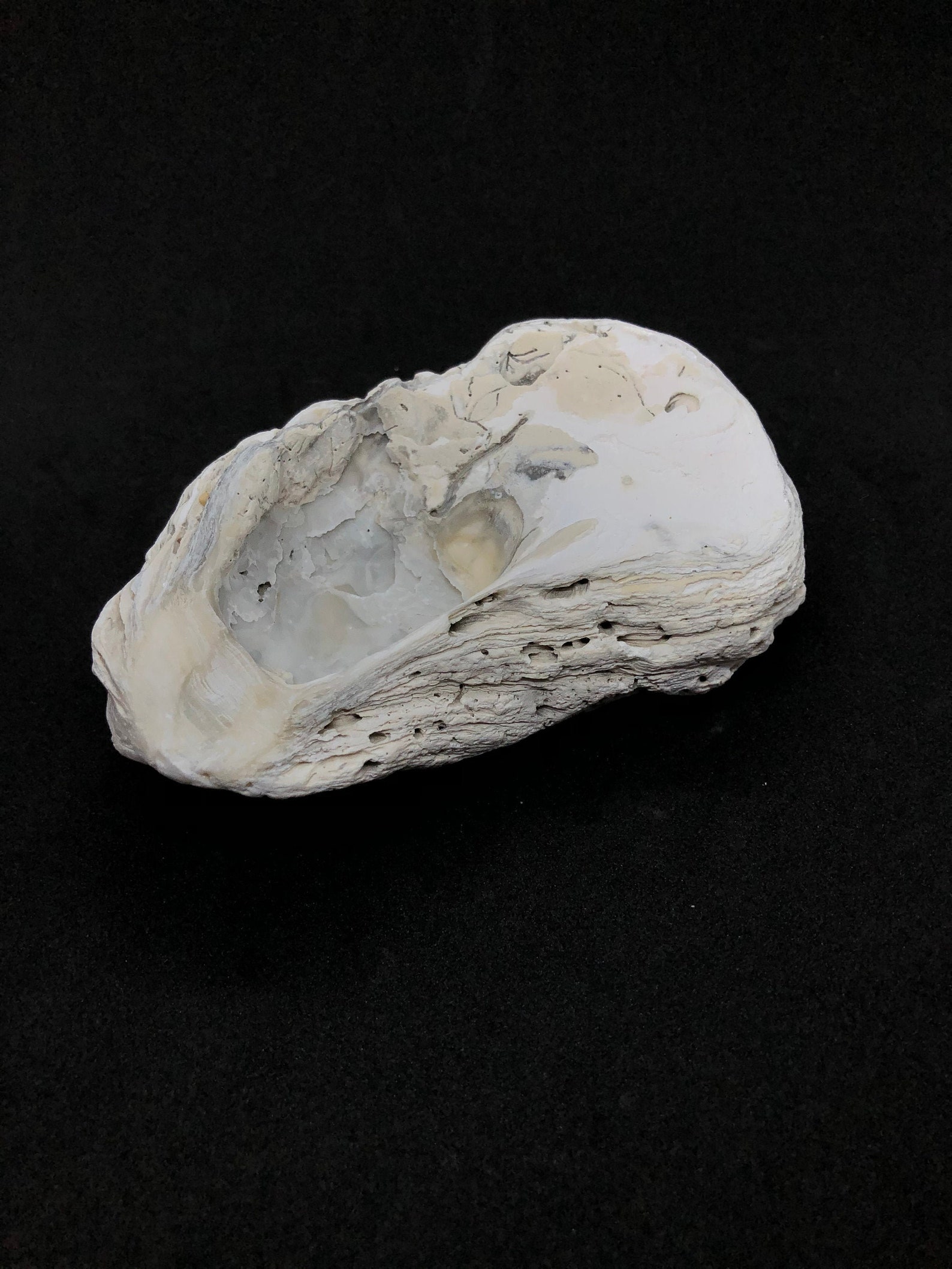 Oyster Sea Shells, Fossilized Shells, Fossil Shells, Bivalve Genuine ...